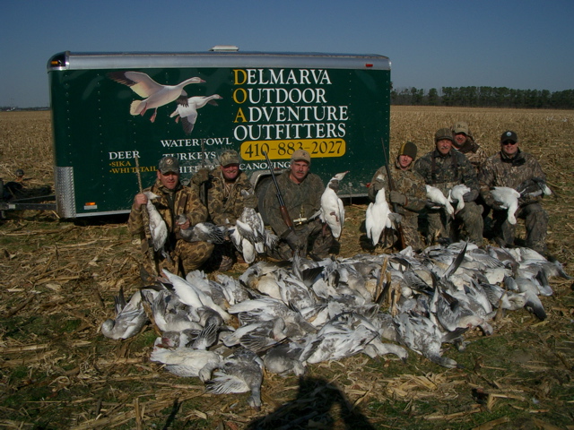 Snow Goose Hunts Hunting NY/DE/MD/VA/NC/VT/PA/NJ/AR